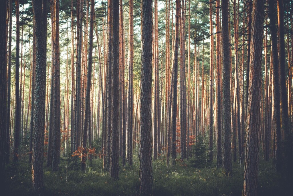 Longleaf Solutions - Appraisal, Auction & Benefit Solutions